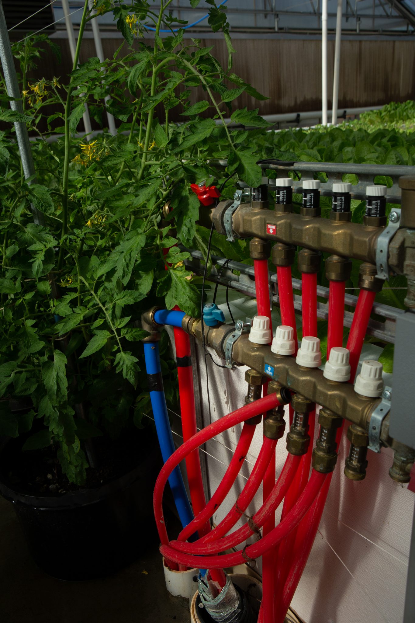 Hooked on ‘Ponics – Cityview