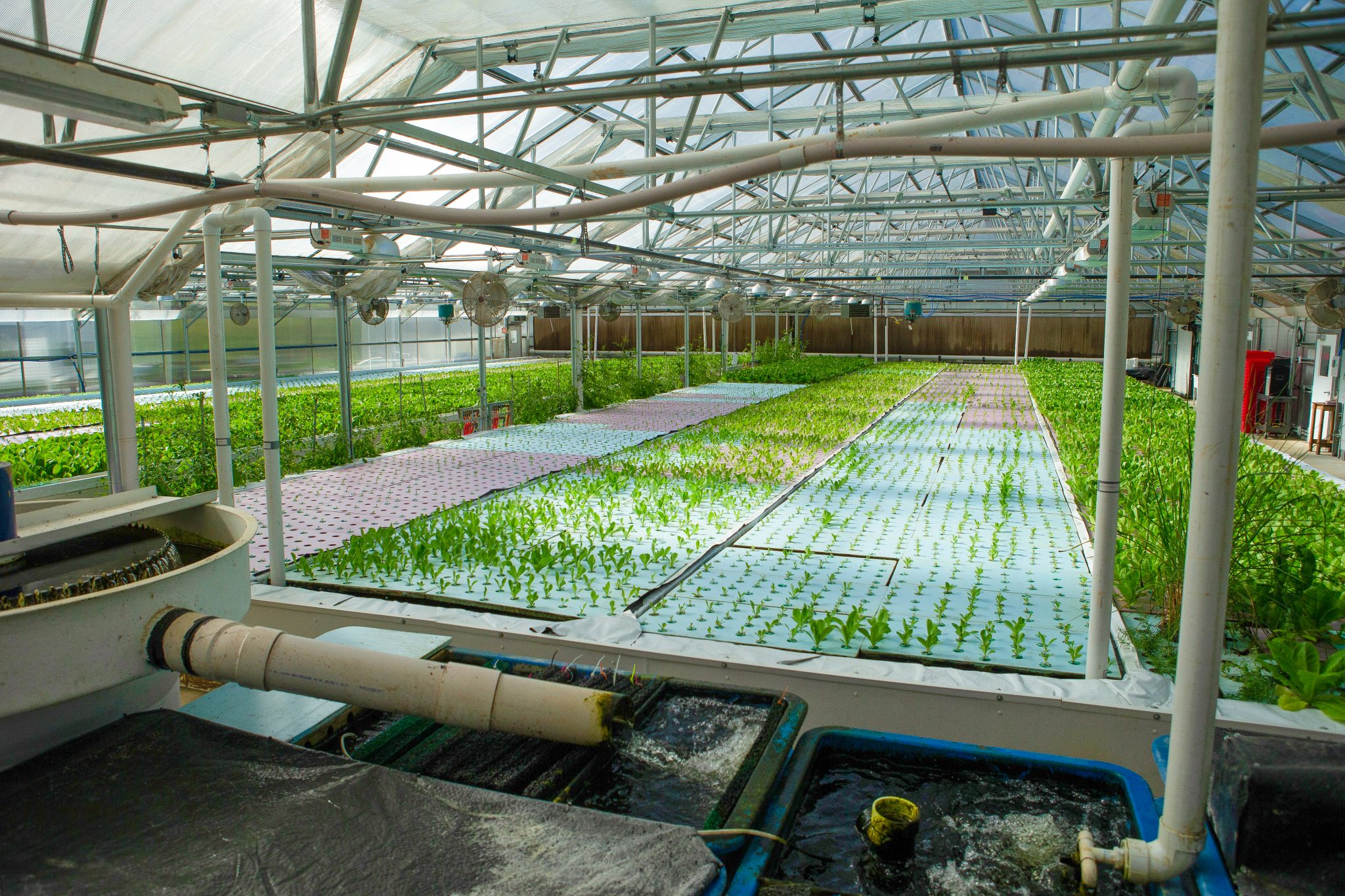 Hooked on ‘Ponics – Cityview