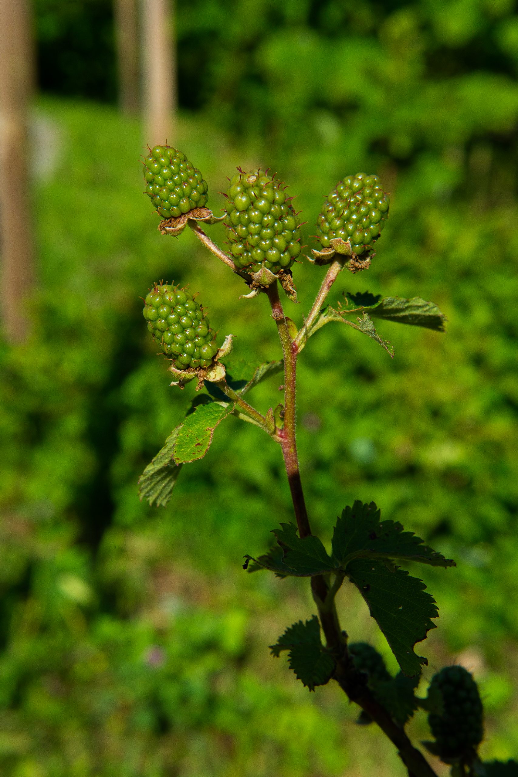 Hooked on ‘Ponics – Cityview