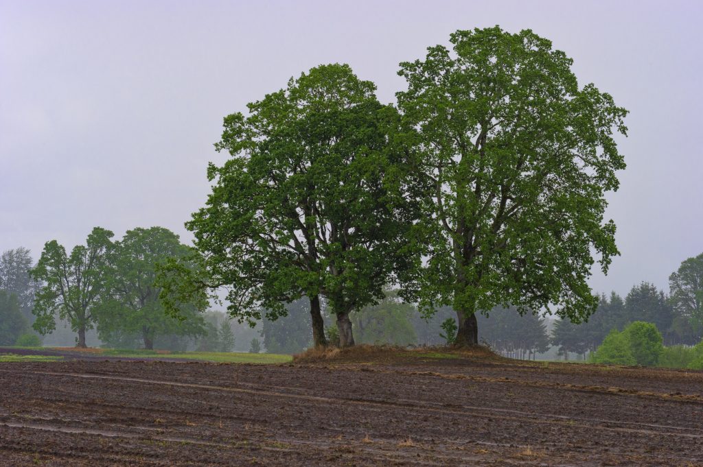 5 Things to Know about Free Trees on Saturday – Cityview