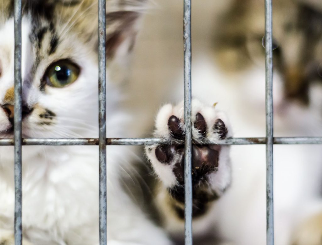 ‘Fur’-ever friends – Cityview