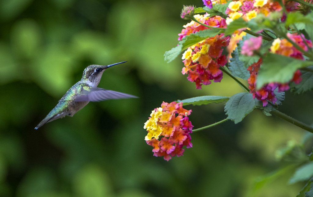 5 Fact about This Week’s Hummingbird Festival – Cityview