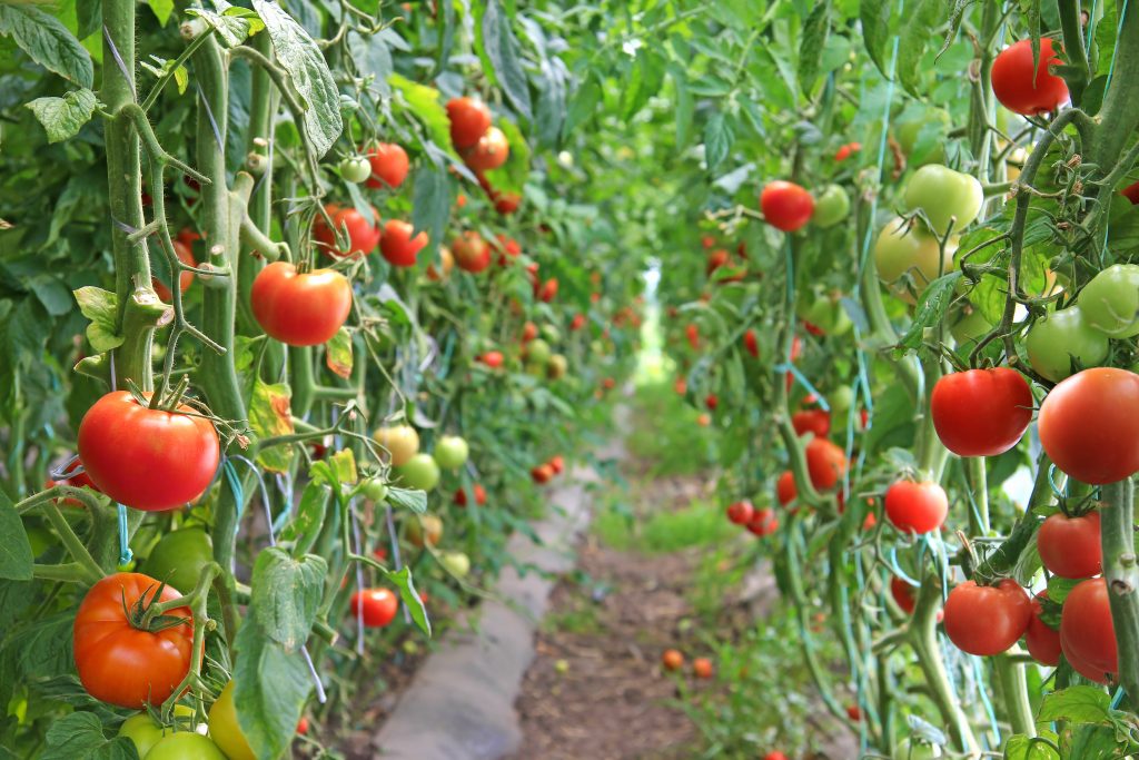 5 Great Ways to Use Your Homegrown Tomatoes – Cityview