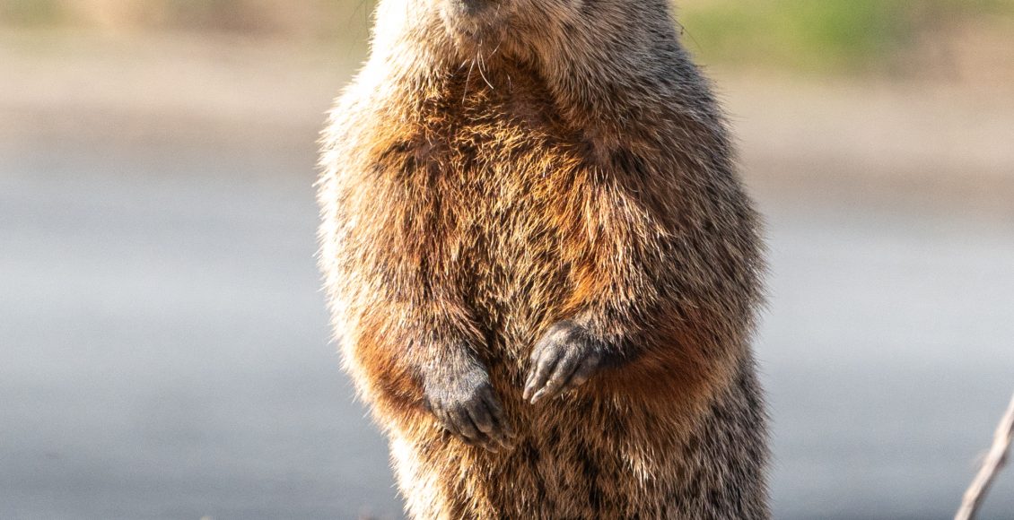 5 Things We Bet You Didn’t Know About Groundhog Day – Cityview