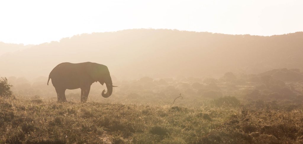 The Untamed Beauty of Nature – Cityview