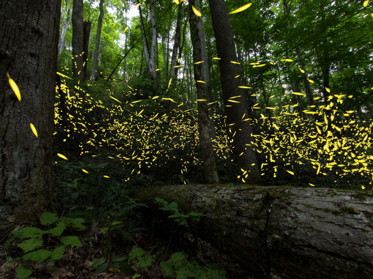 Help Document Life in the Smokies – Cityview