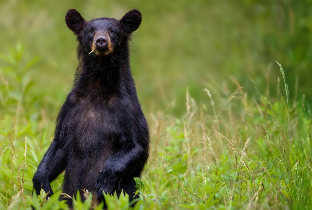 Bears in the Backcountry – Cityview